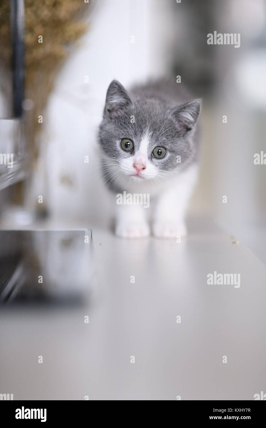 Cute kitten playing indoors Stock Photo - Alamy
