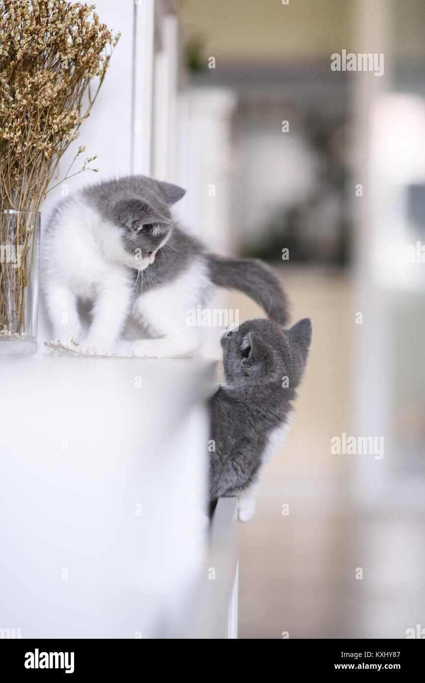 Cute kitten playing indoors Stock Photo - Alamy