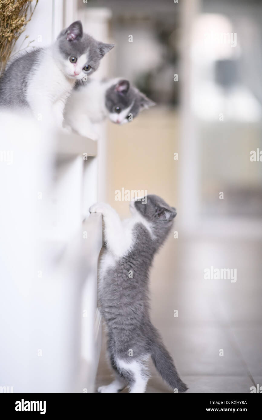 Cute kitten playing indoors Stock Photo - Alamy