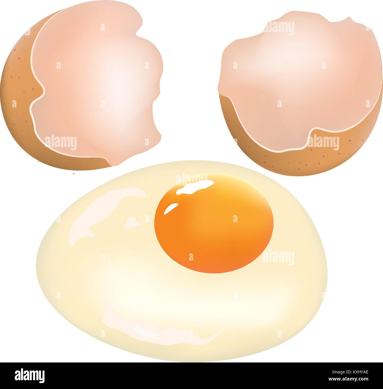 Broken egg with eggshell, vector Stock Vector Image & Art - Alamy