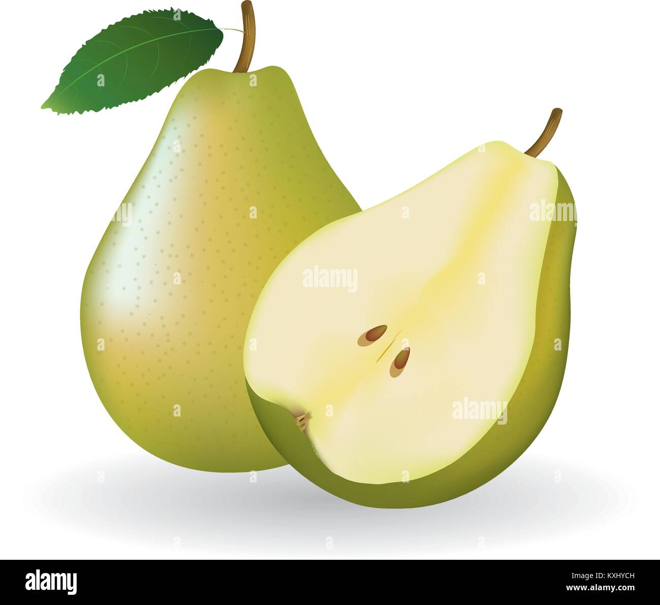 One fresh juicy pear Stock Vector Images - Alamy
