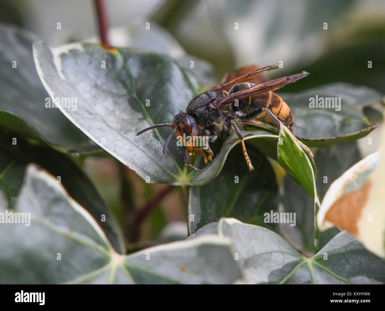 Ivy hedera canariensis hi-res stock photography and images - Alamy