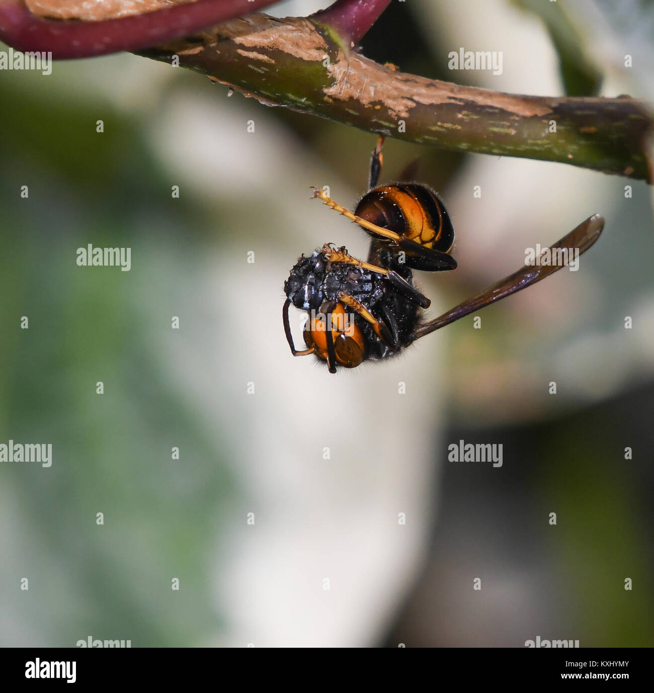 Asian wasp processing a newly captured fly Stock Photo - Alamy