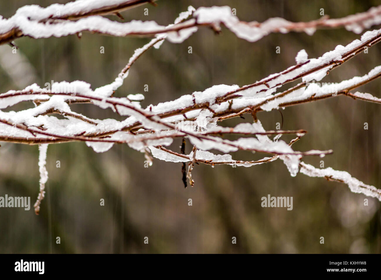 thin snow and ice laying on small branches Stock Photo - Alamy