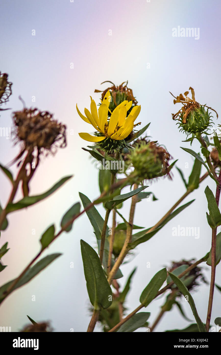 dying yellow flowers Stock Photo - Alamy