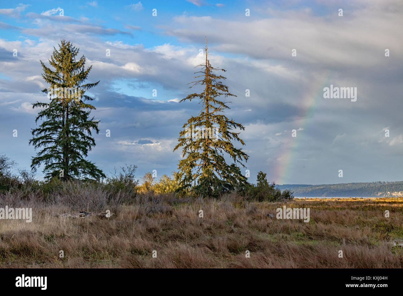 rainbow behind two trees Stock Photo - Alamy
