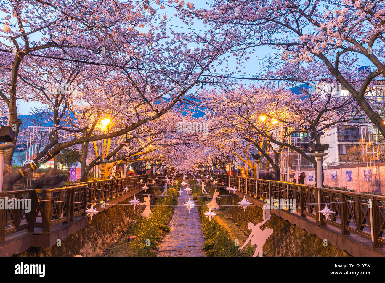 Spring Cherry blossom festival at Yeojwacheon Stream at night, Jinhae ...
