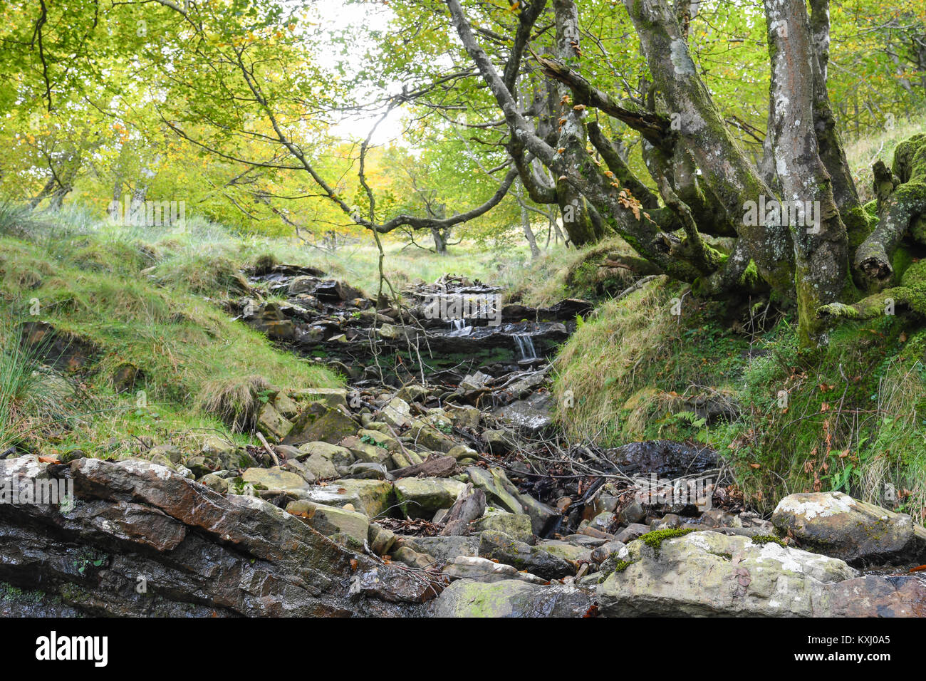 Mountain stream between the beech trees Stock Photo - Alamy