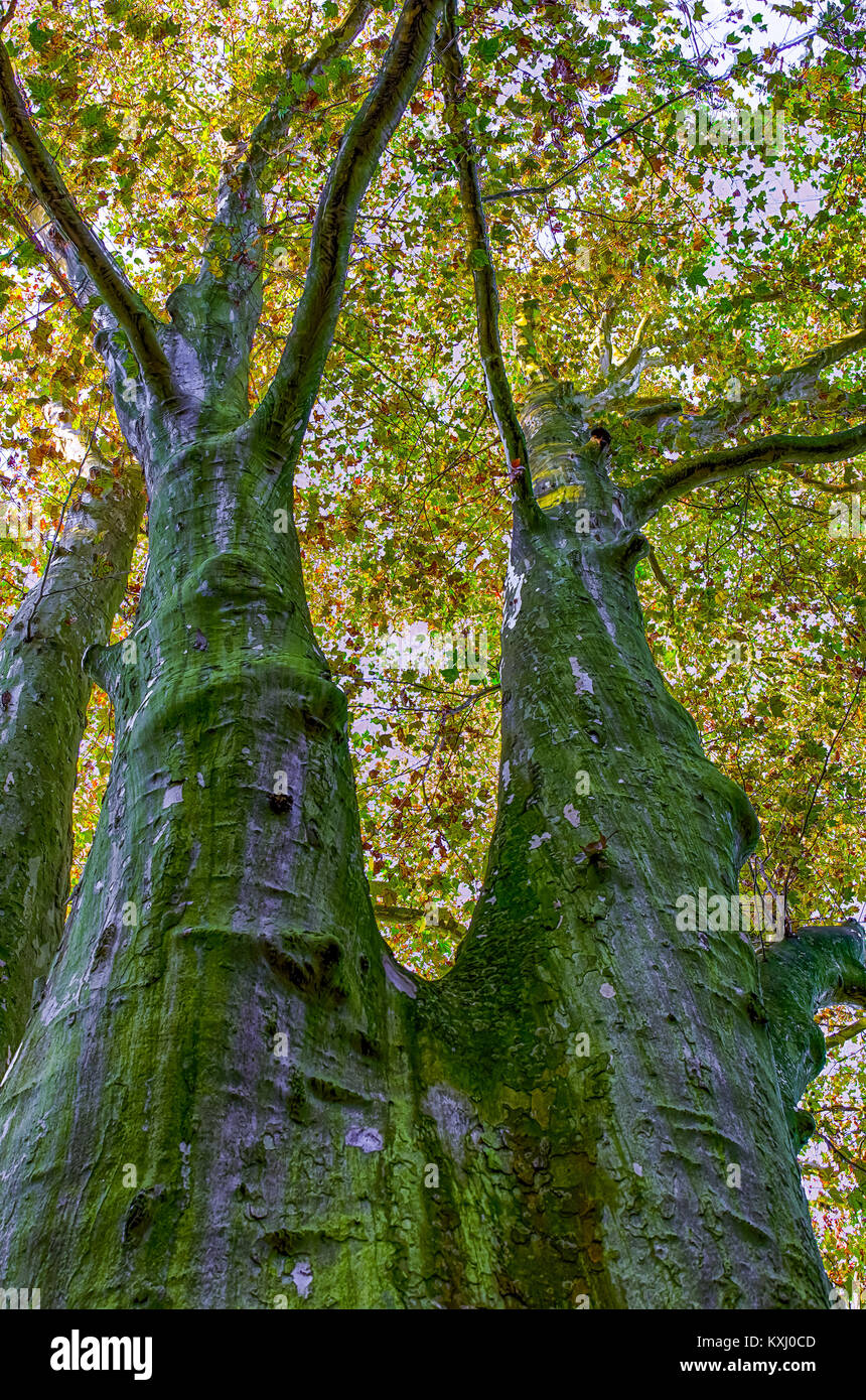 Large mossy tree branches hi-res stock photography and images - Alamy