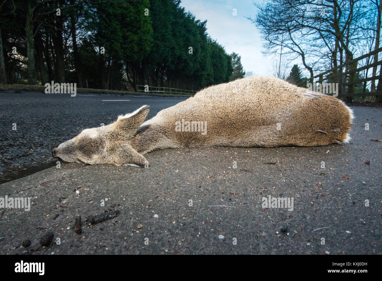 Vehicle collision hi-res stock photography and images - Alamy