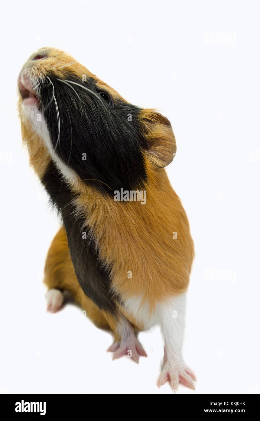 Closeup of pig nose Cut Out Stock Images & Pictures - Alamy