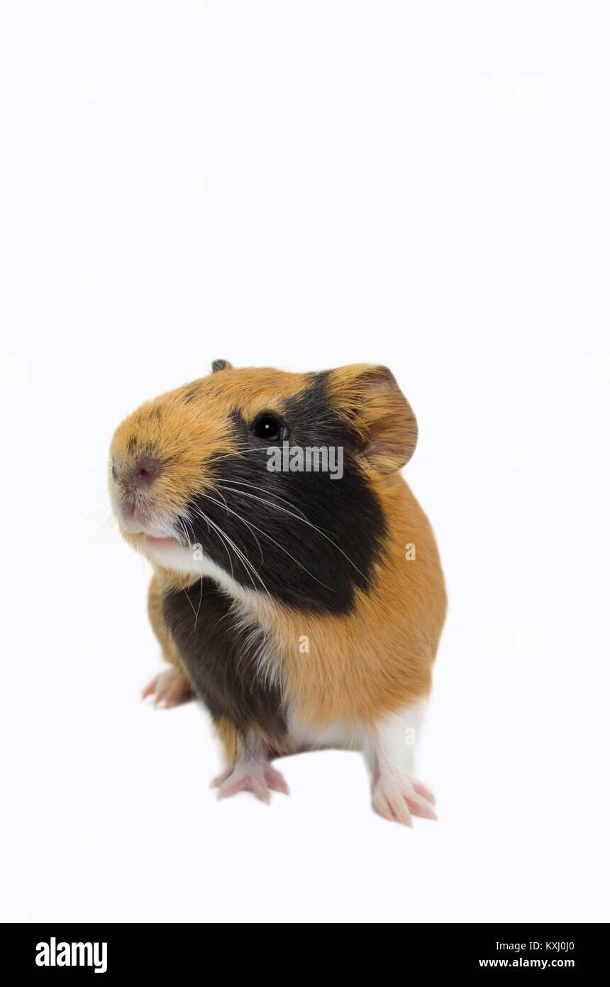 Closeup of pig nose Cut Out Stock Images & Pictures - Alamy