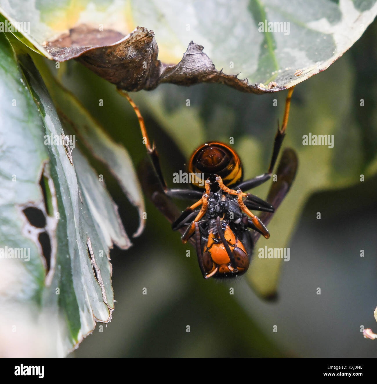 Asian wasp processing a newly captured fly Stock Photo - Alamy