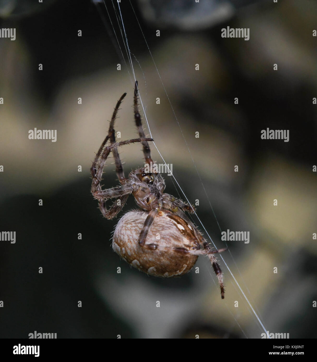 Aracnidos hi-res stock photography and images - Alamy