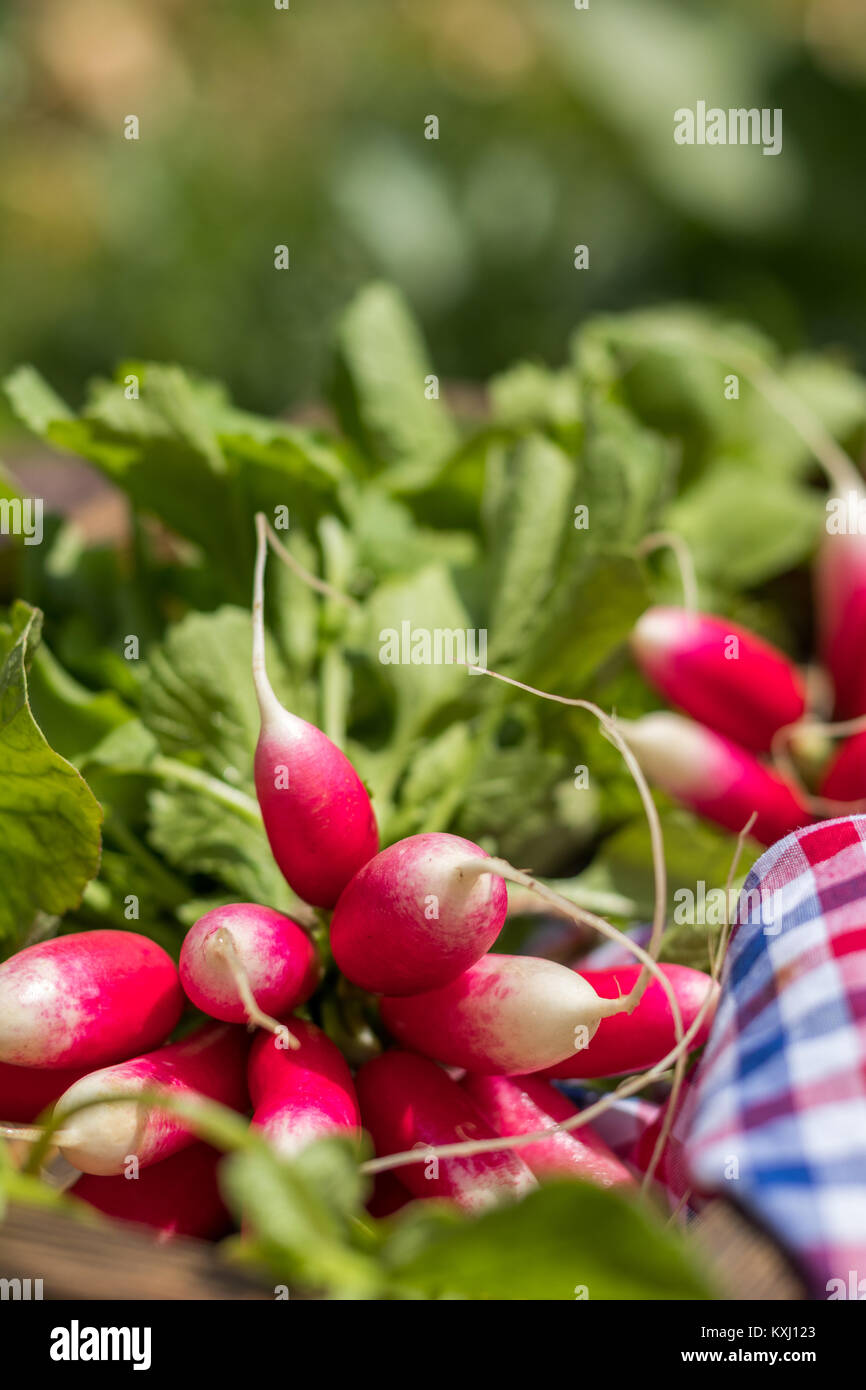 Bunch of fresh radishes in a wooden box outdoors on the table. Bunch of ...
