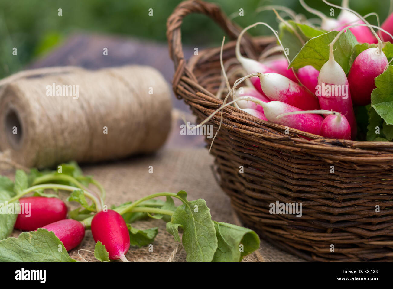Bunch of fresh radishes in a wicker basket outdoors on the table. Bunch ...