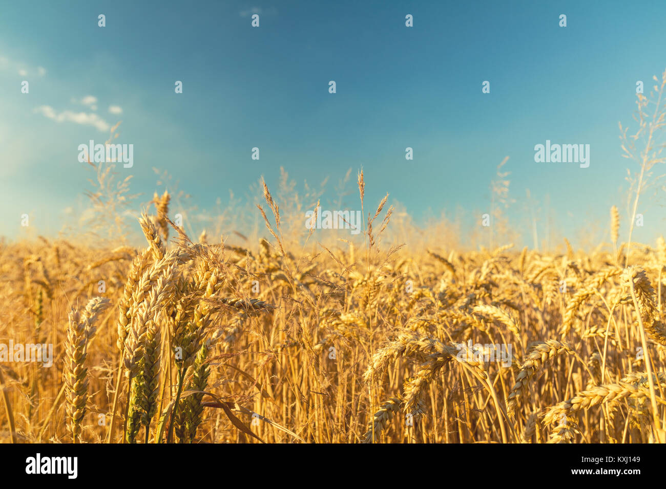 Agricultural fragmental panorama of the wheat field. Ripe wheat and ...