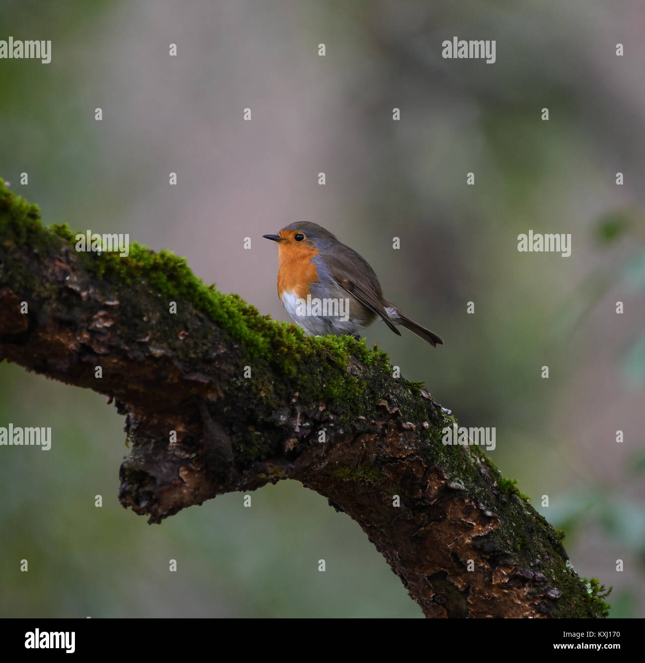 Animales robin hi-res stock photography and images - Alamy