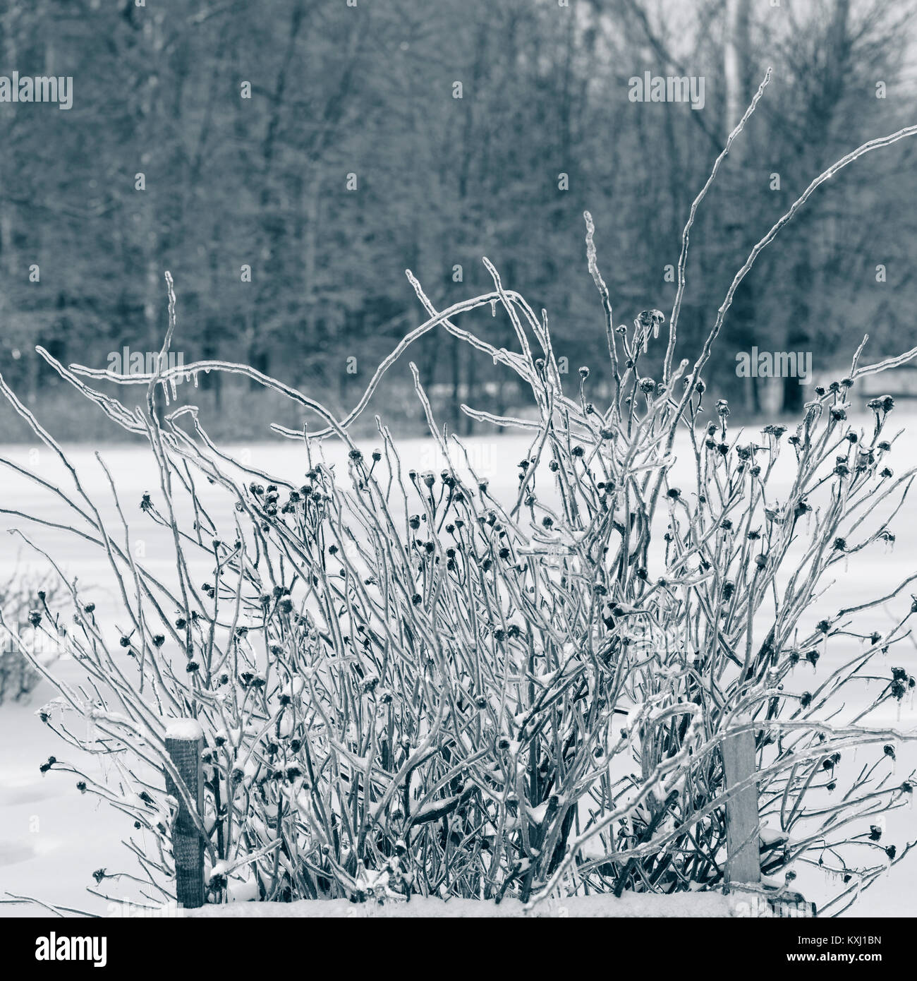 branches of the tree are covered with ice. Winter season. Trees in the ...