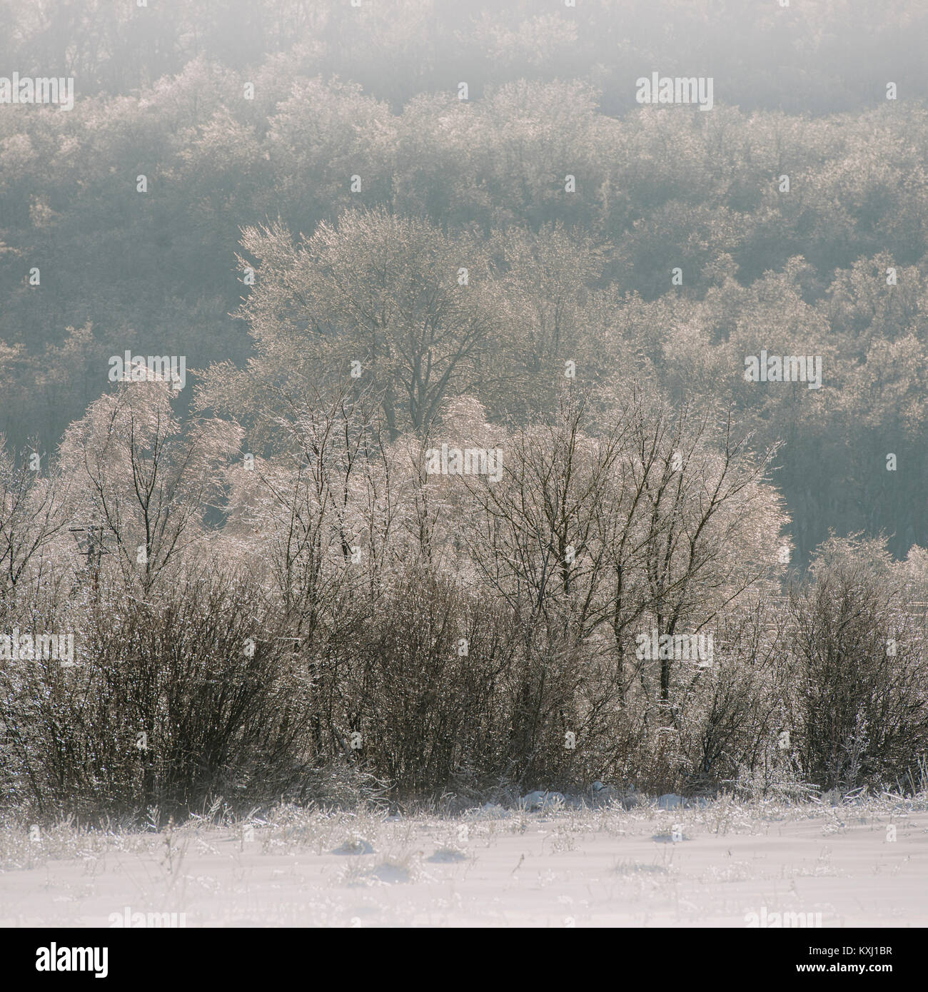 Trees Covered With Ice And Snow. Winter Season. Trees In The ...