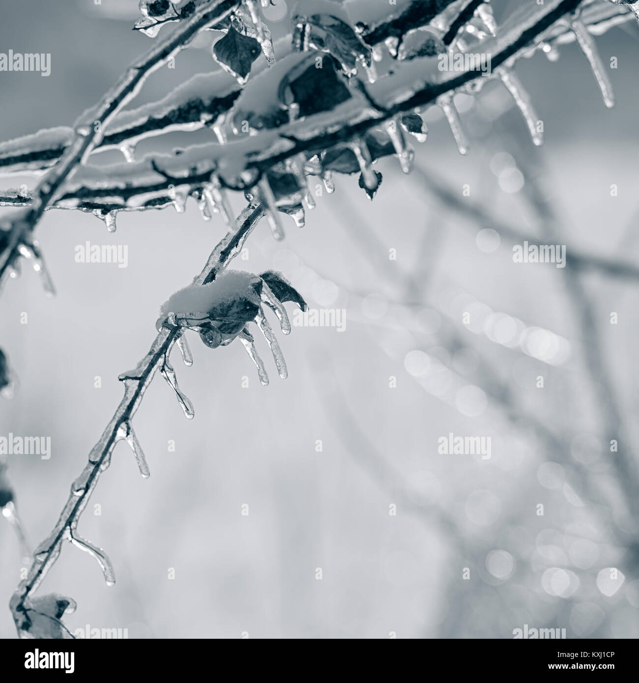 branches of the tree are covered with ice. Winter season. Trees in the ...