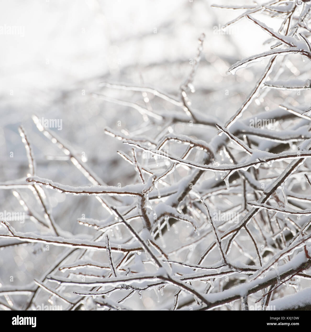 branches of the tree are covered with ice. Winter season. Trees in the ...