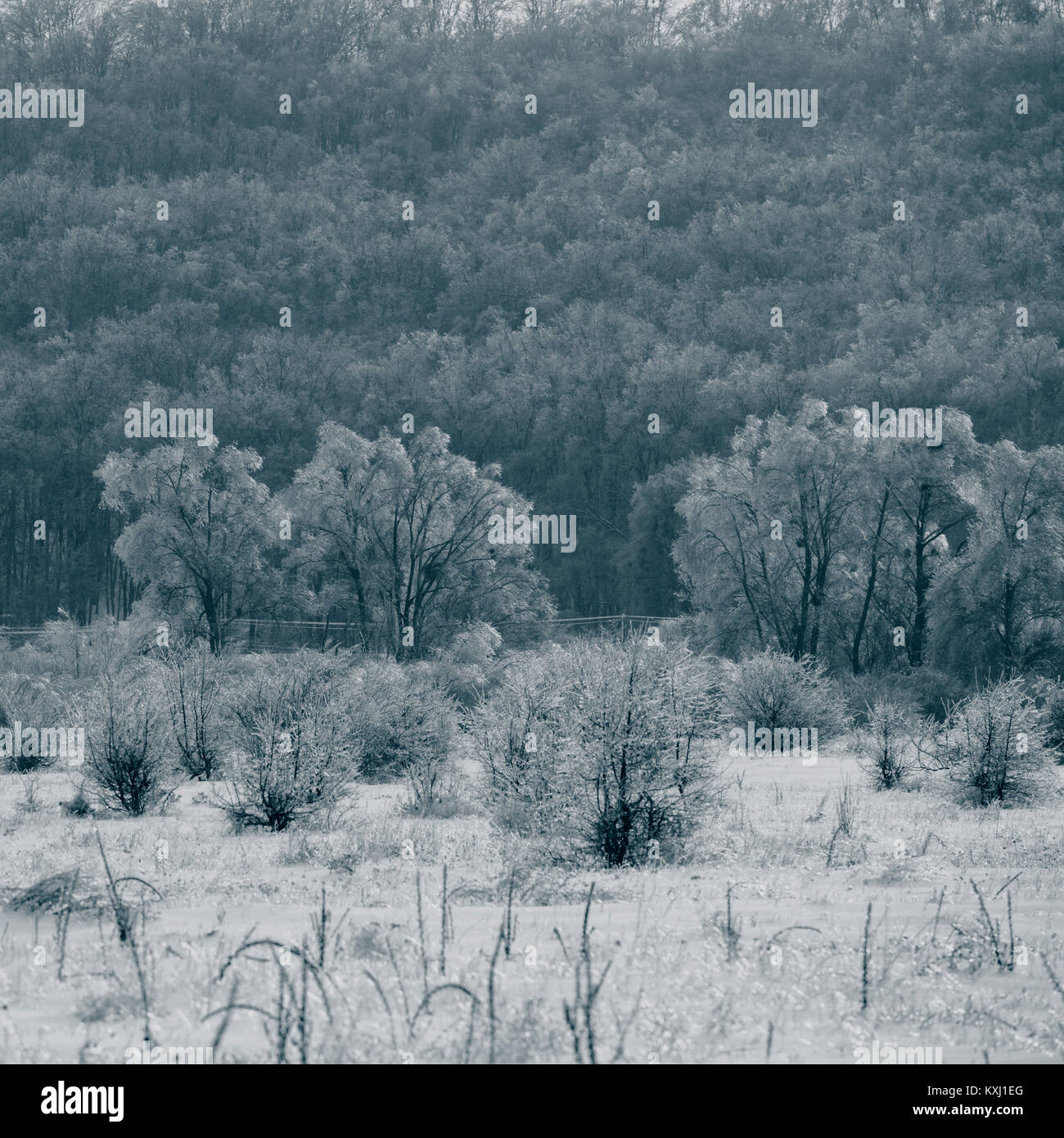 Trees Covered With Ice And Snow. Winter Season. Trees In The ...