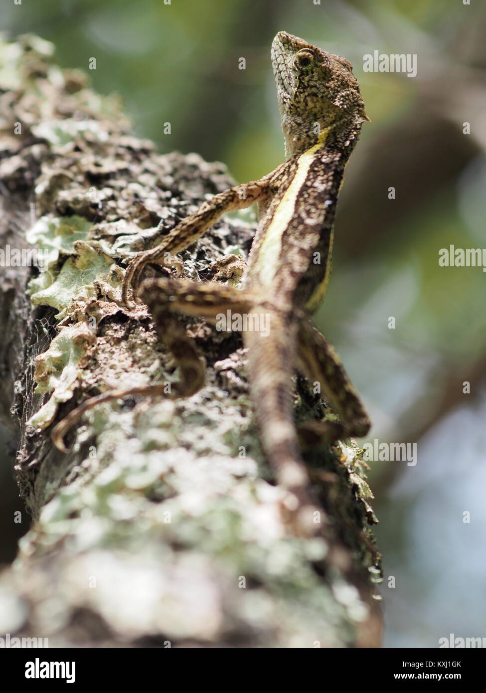 Endemic species of taiwan hi-res stock photography and images - Alamy