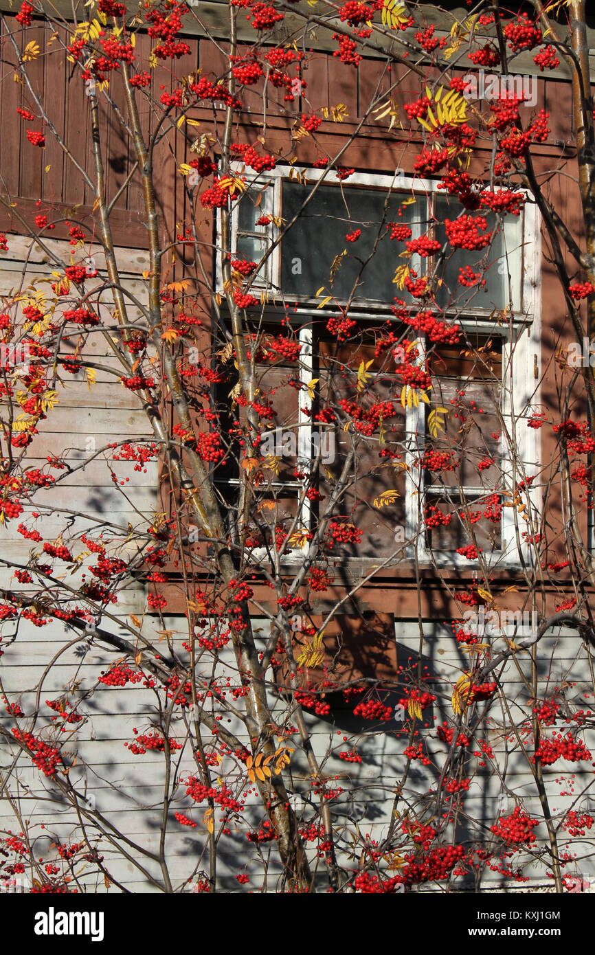 Big rowan tree with berry and facade of apartment building Stock Photo ...