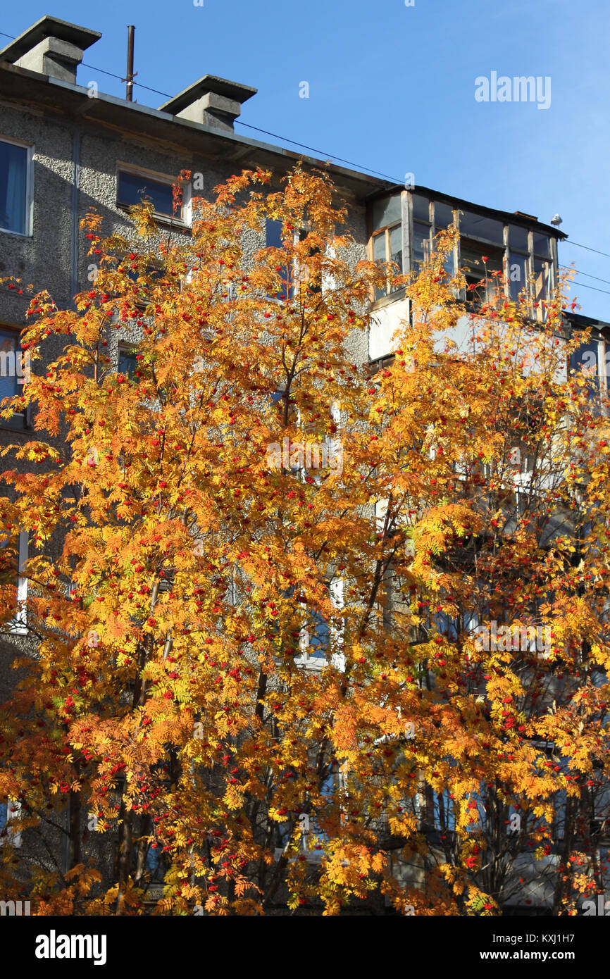 Big rowan tree with berry and facade of apartment building Stock Photo ...