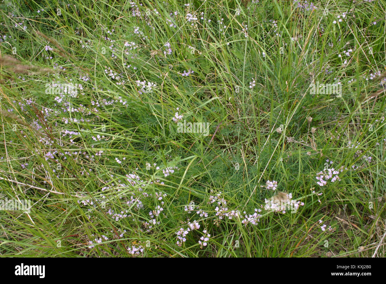 Austriacus hi-res stock photography and images - Alamy
