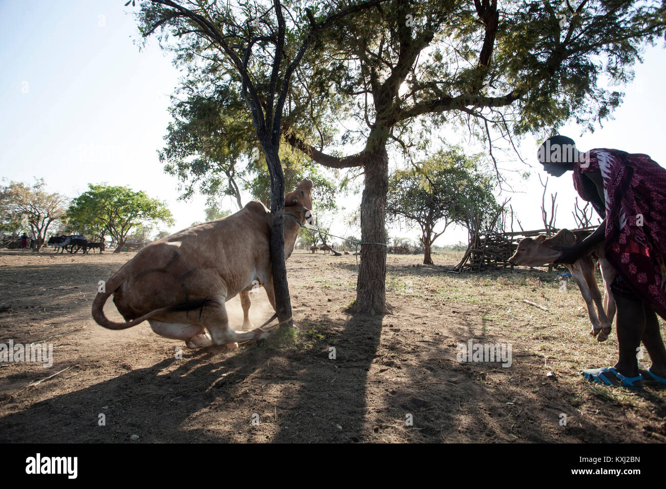 A Maasai man brings the calf close to the mother cow for milk feeding ...