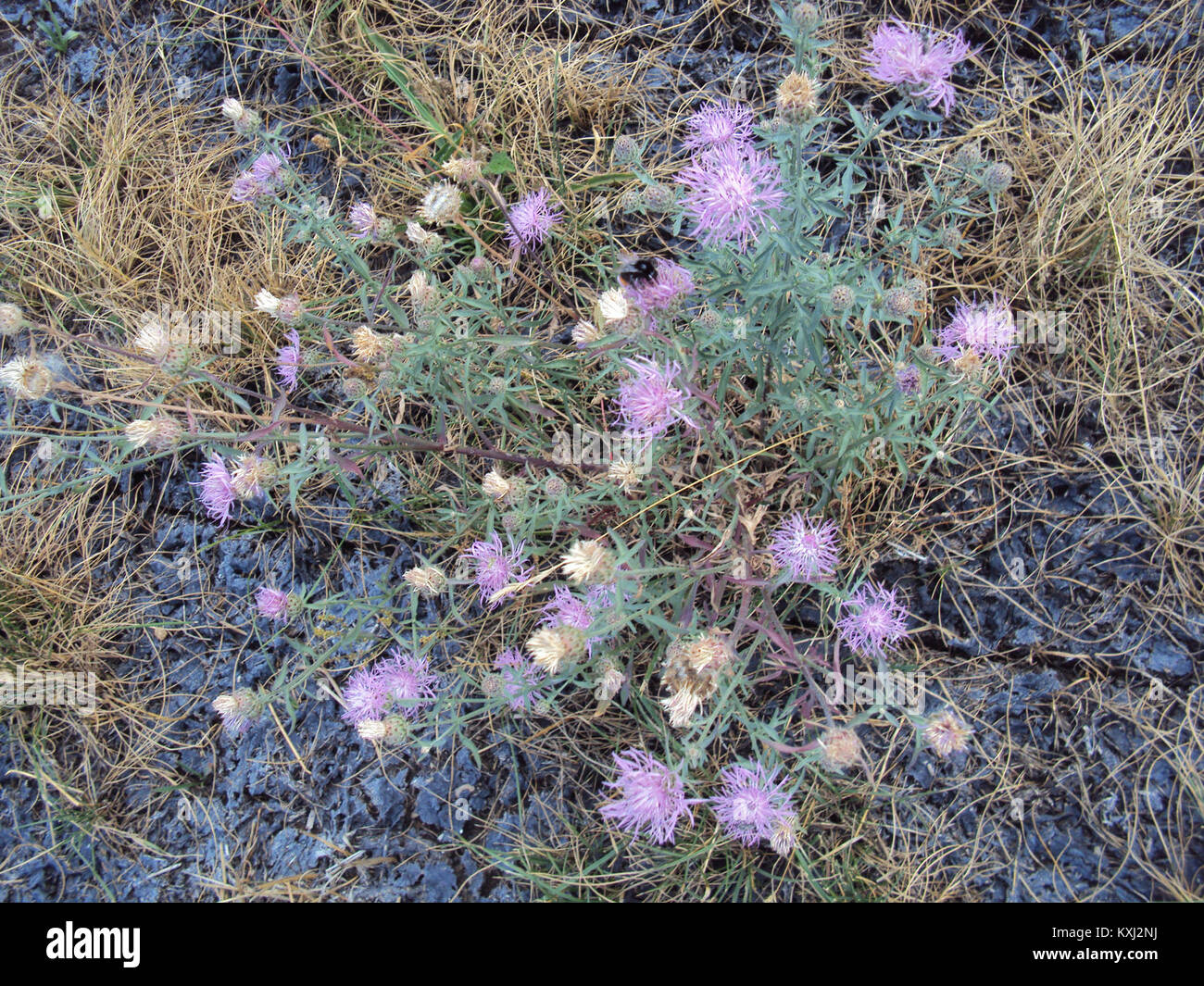 Kopec hi-res stock photography and images - Alamy