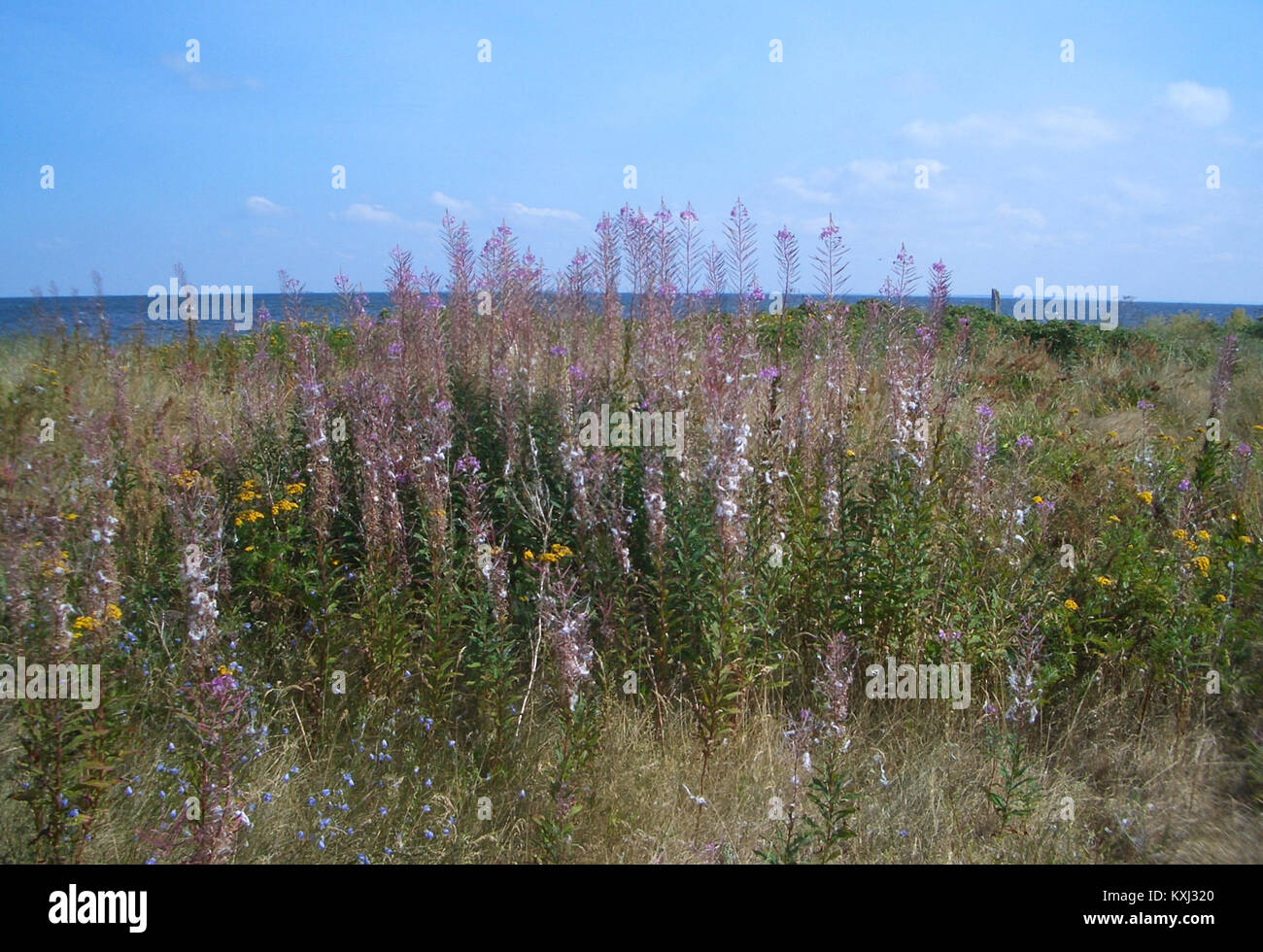 A summer landscape in Femø Stock Photo - Alamy