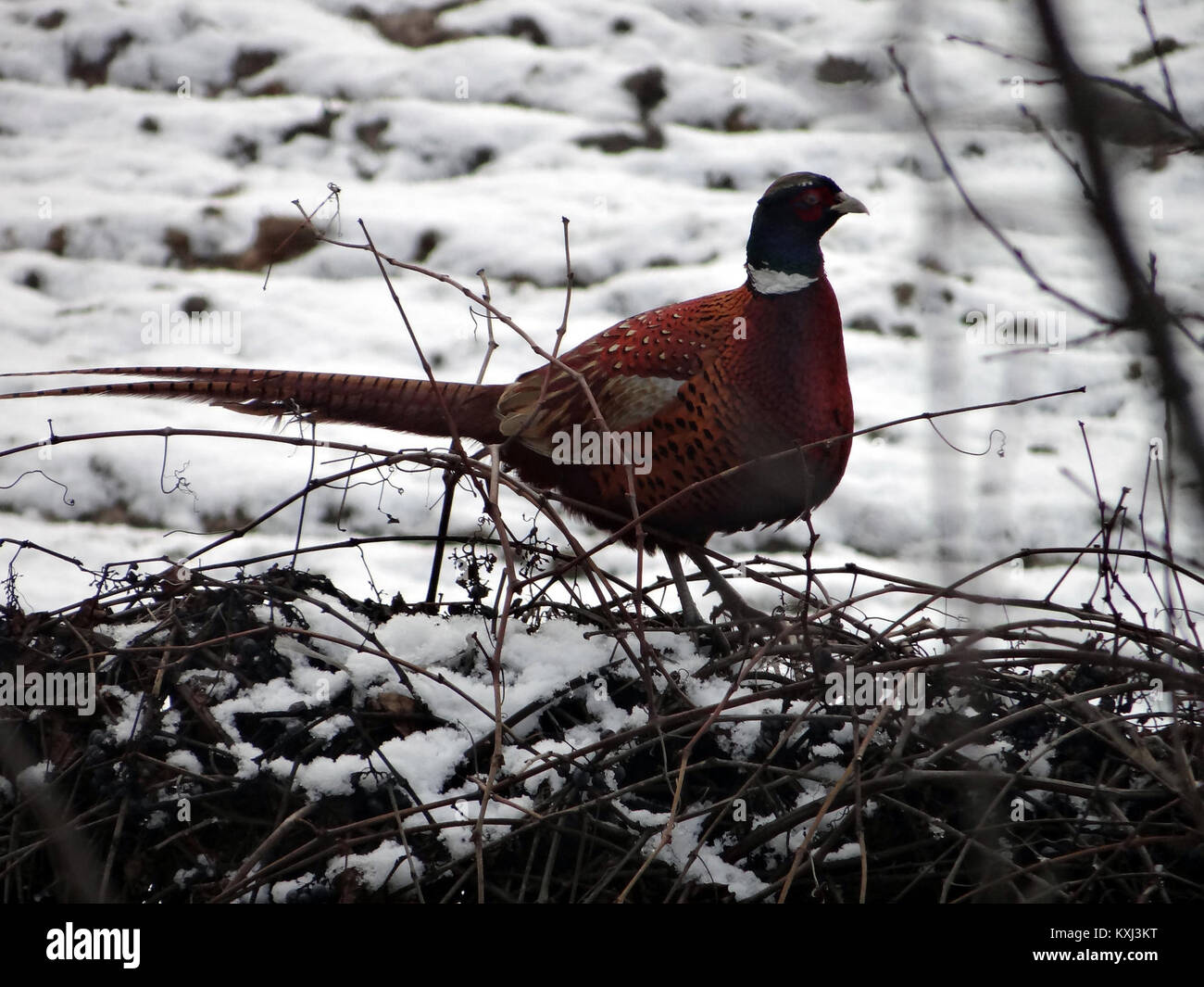 Bazant na winorosli is a traditional Polish dish featuring pheasant ...