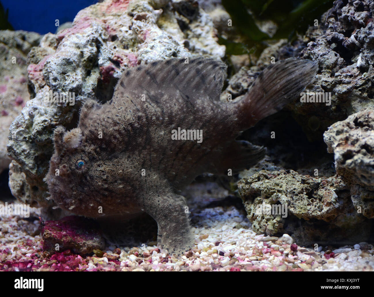 Poisson aquarium hi-res stock photography and images - Alamy
