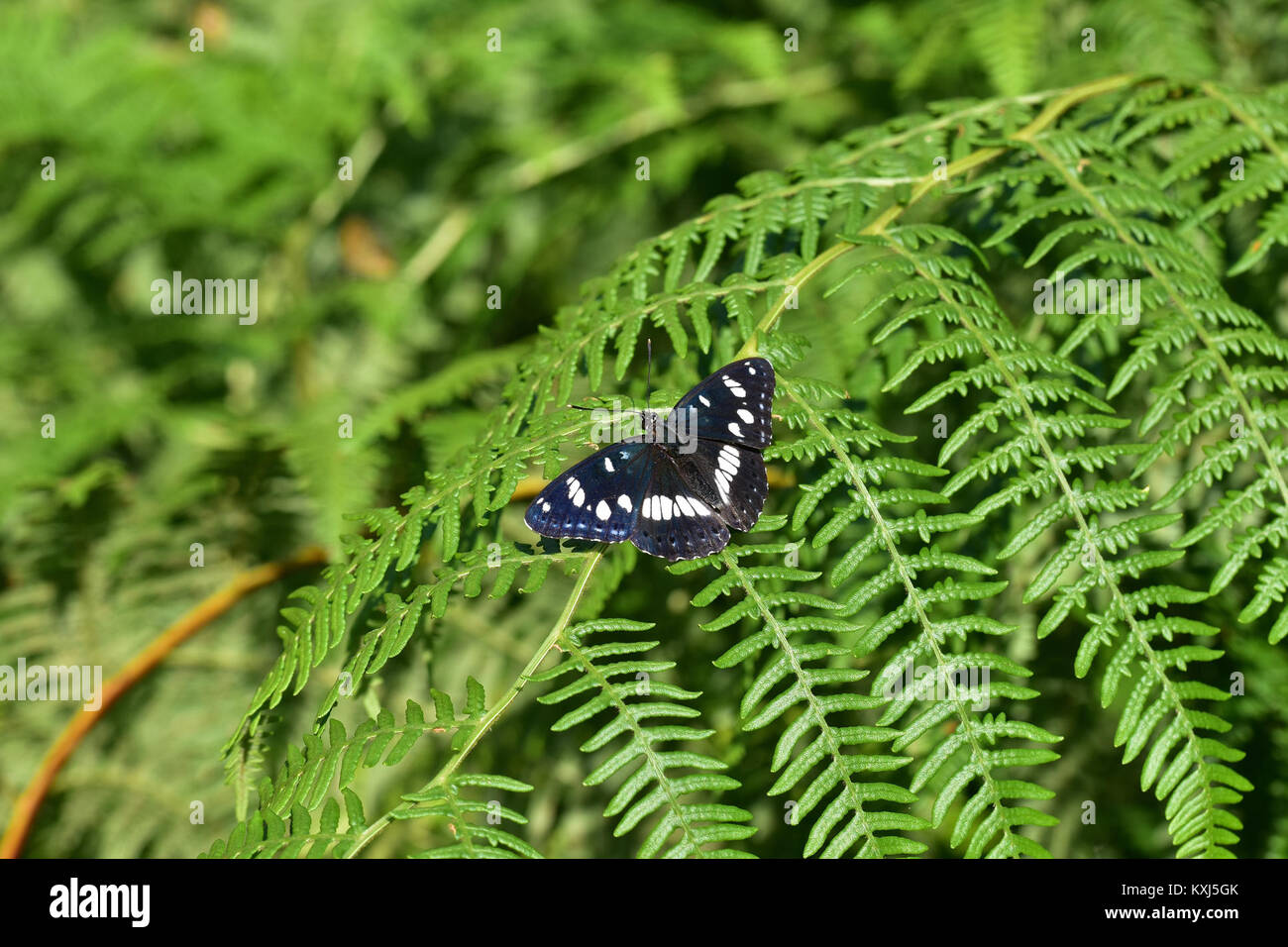 This image depicts spiders, insects, and flowers in the Moulière forest ...