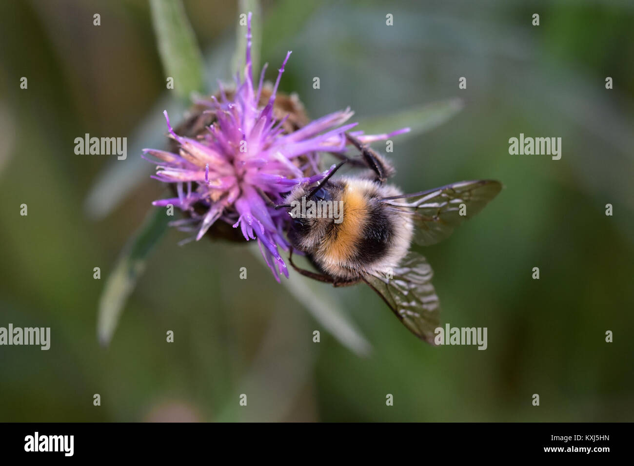This image depicts spiders, insects, and flowers from the Moulière ...