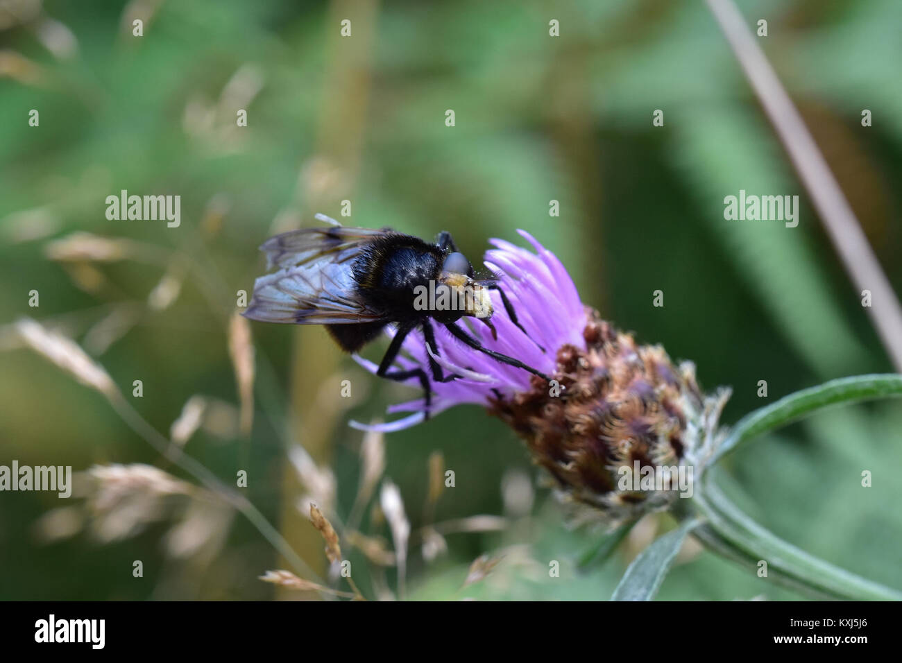 Insectes insectes noirs hi-res stock photography and images - Alamy