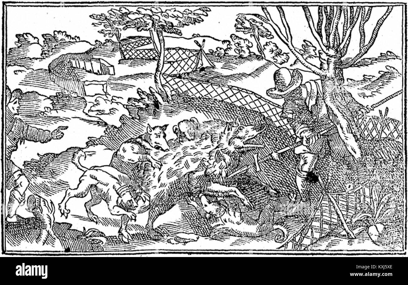 A historical depiction of a boar hunt, showcasing traditional hunting ...
