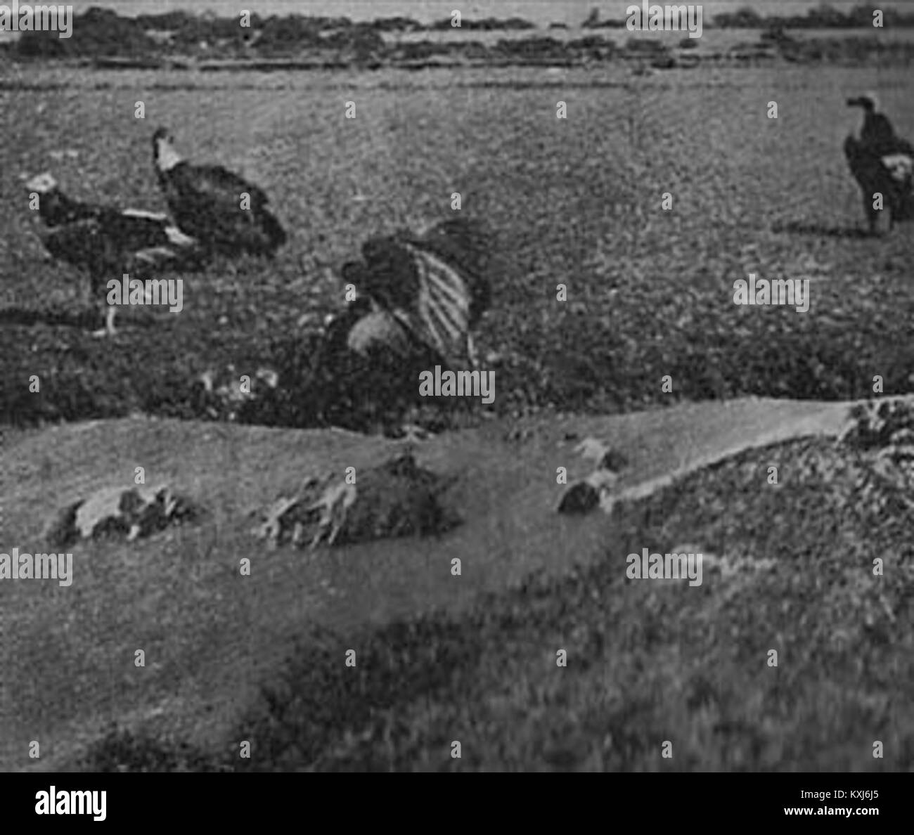 Scavenger human scavengers hi-res stock photography and images - Alamy