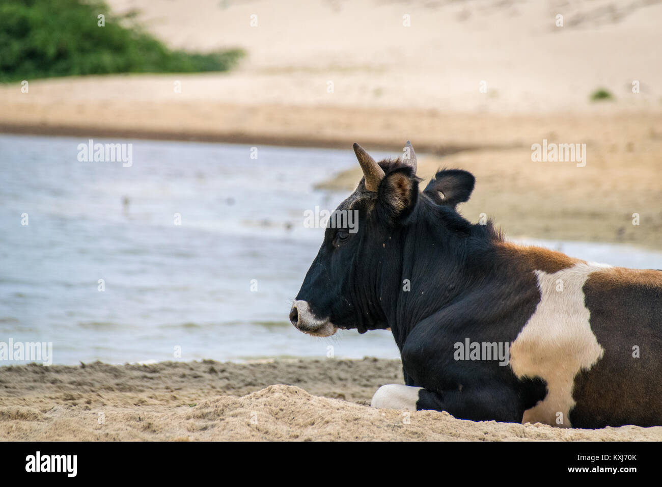 Cow resting on a sand dune next to oasis water hole Stock Photo - Alamy