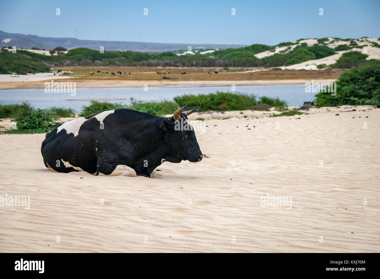 Cow resting on a sand dune next to oasis water hole Stock Photo - Alamy