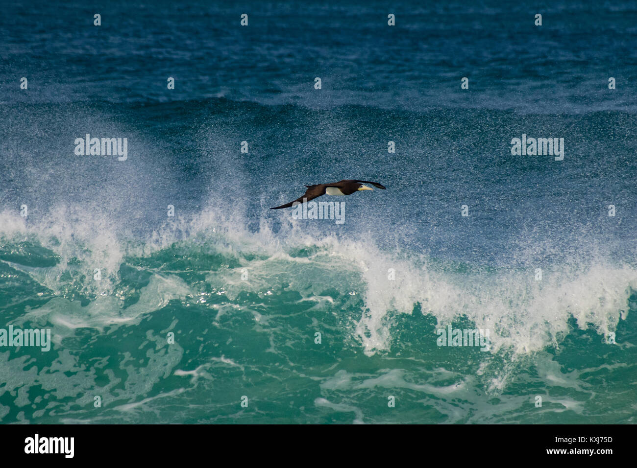 Brown booby marine bird flying over breaking waves Stock Photo - Alamy