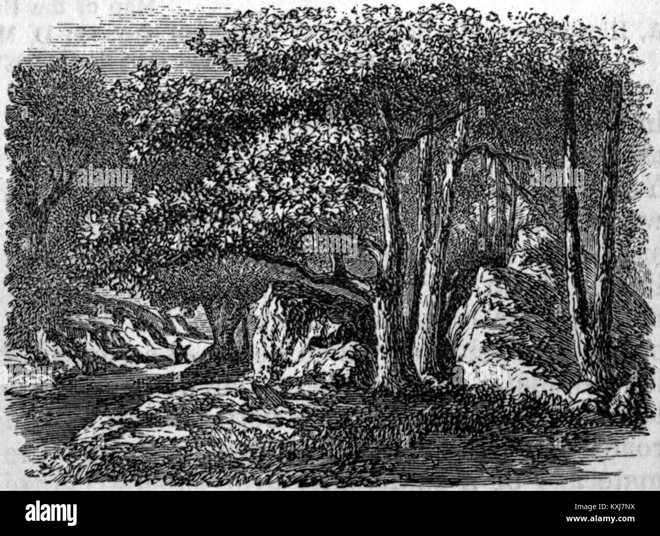 AmCyc Park - Fontainebleau — View in the Forest Stock Photo - Alamy