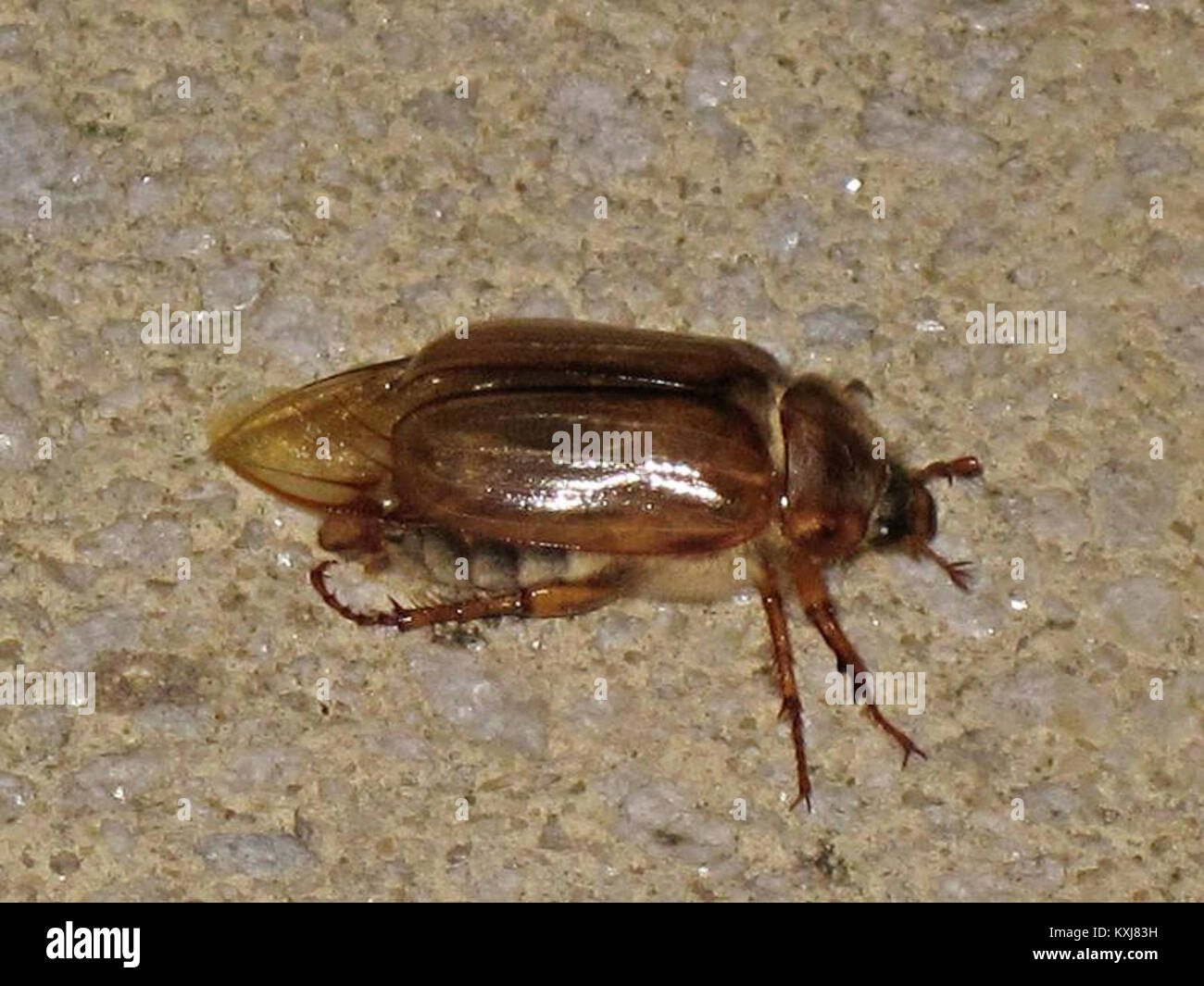 A macro photograph of a female Summer Chafer beetle (Amphimallon ...