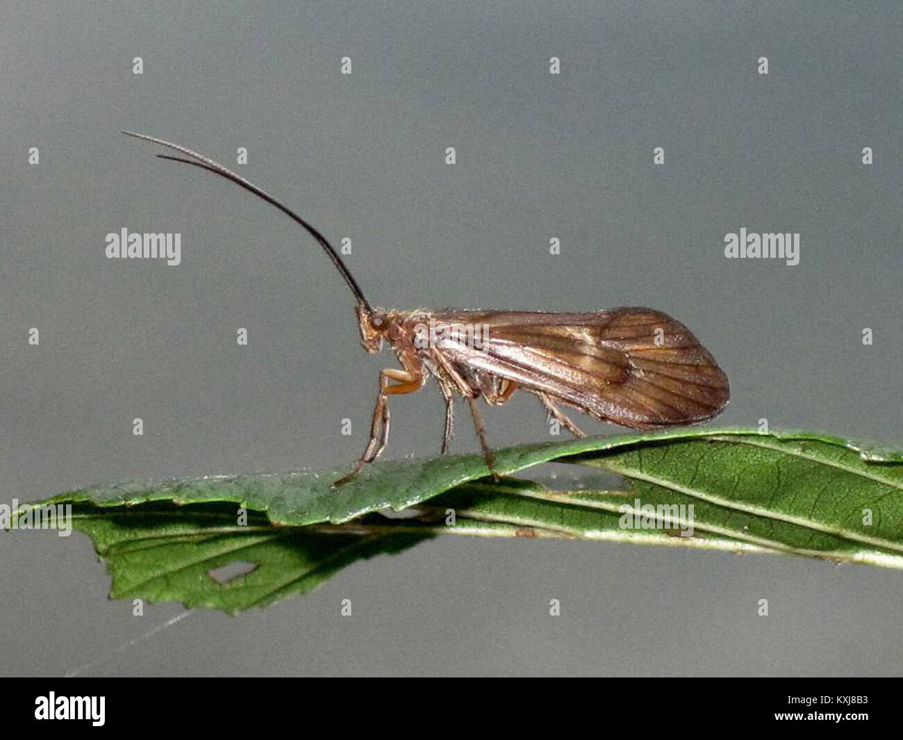 Anabolia nervosa (Limnephilidae sp.), Arnhem, the Netherlands - 2 Stock ...