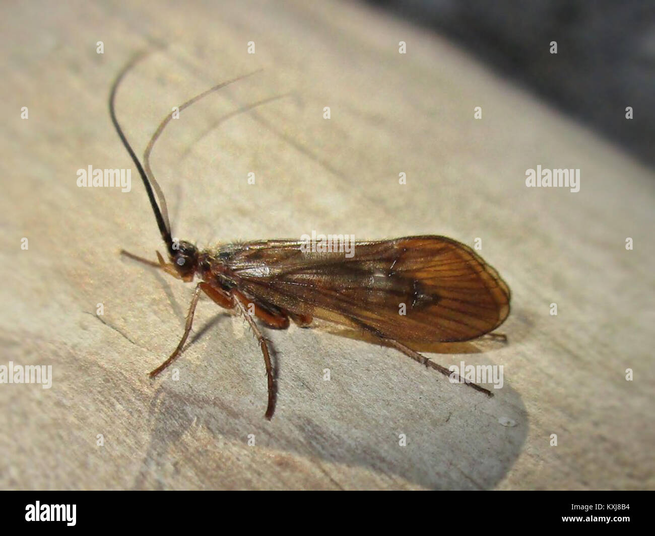 Anabolia nervosa (Limnephilidae sp.), Arnhem, the Netherlands - 3 Stock ...