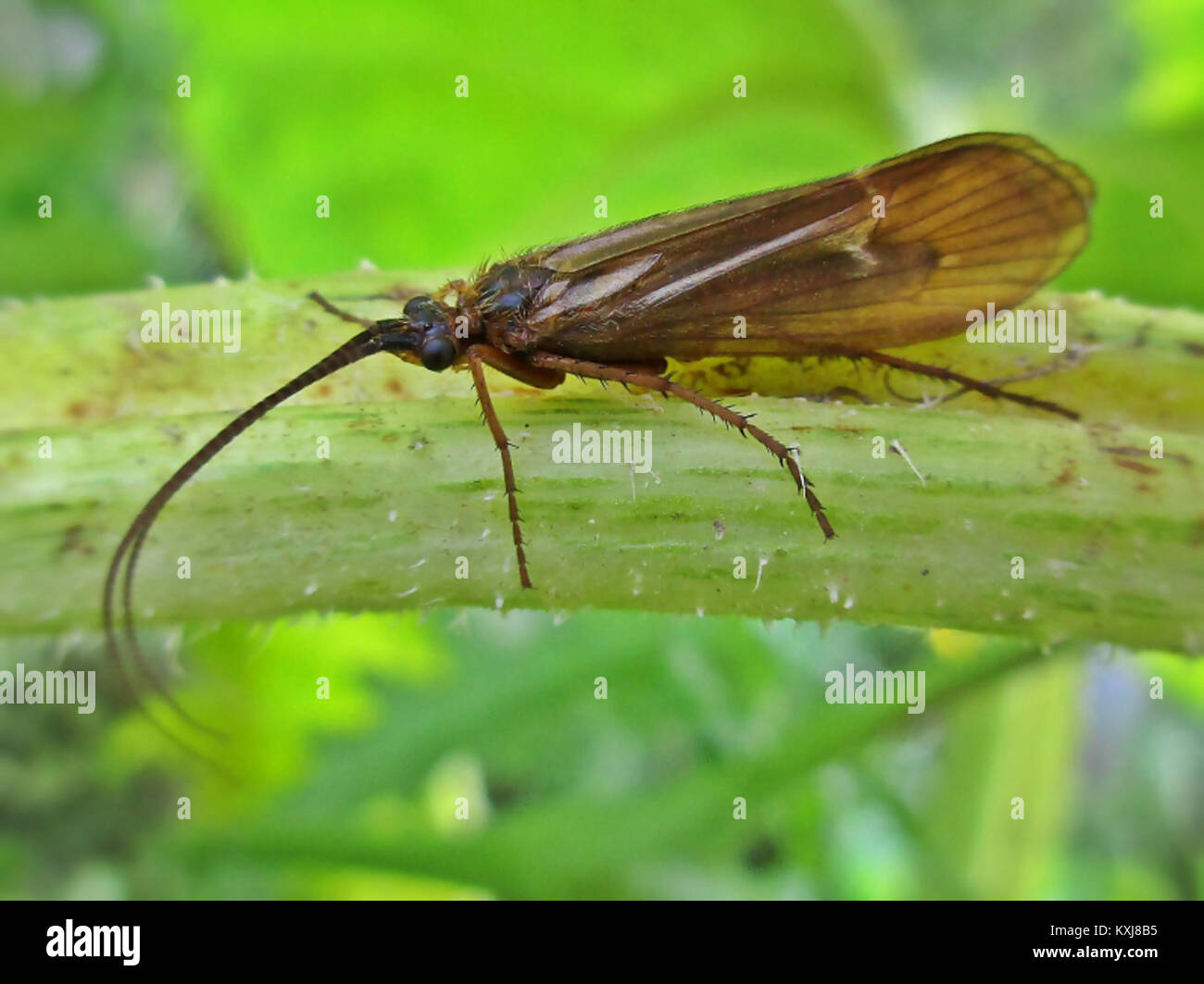 Anabolia nervosa hi-res stock photography and images - Alamy