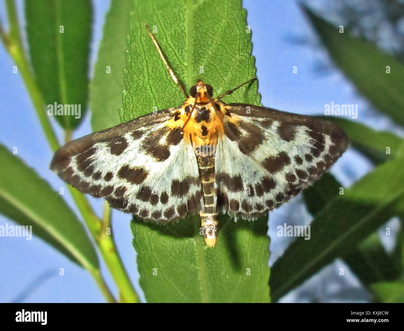 Anania hortulata, a species from the Crambidae family, was observed in ...